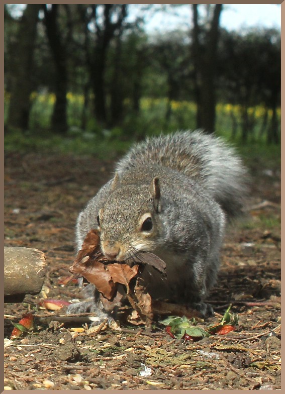 Image-of-the-Day by Subject