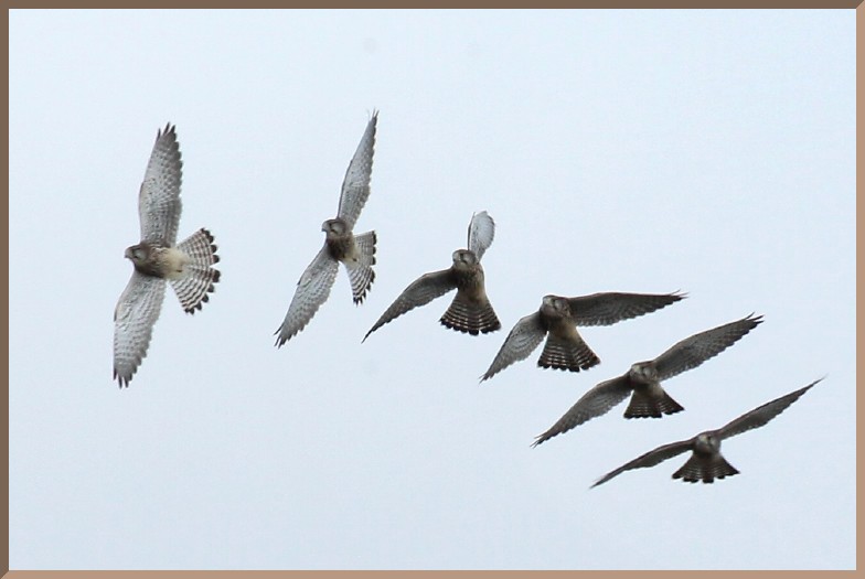 Image-of-the-Day by Subject