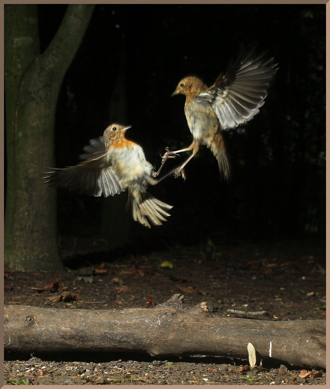 Image-of-the-Day by Subject