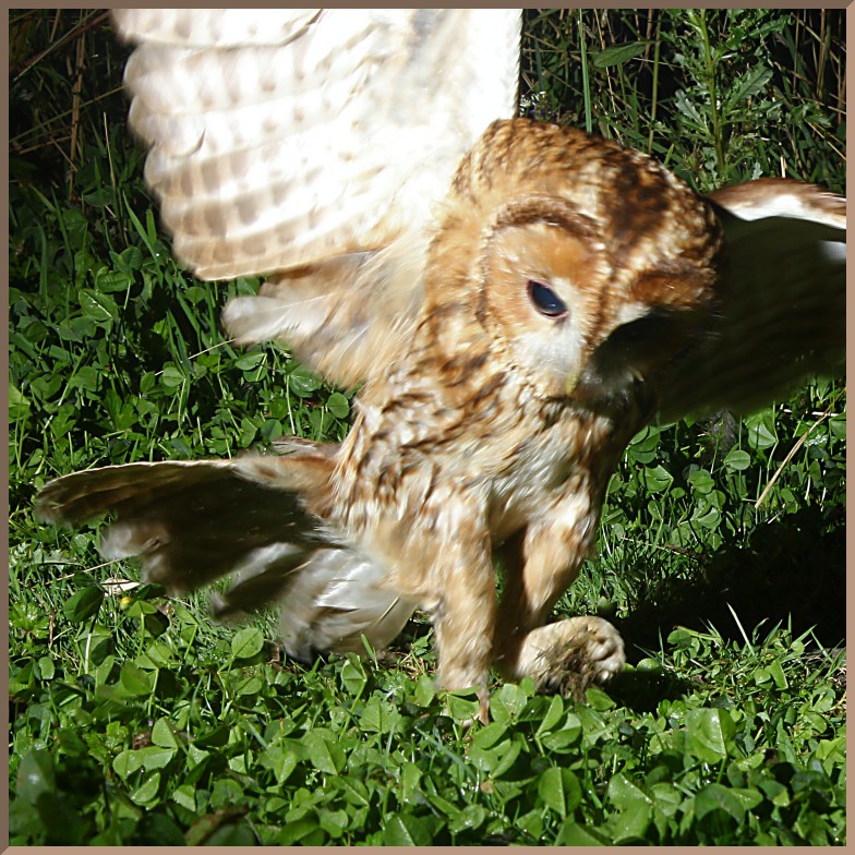 Image-of-the-Day by Subject