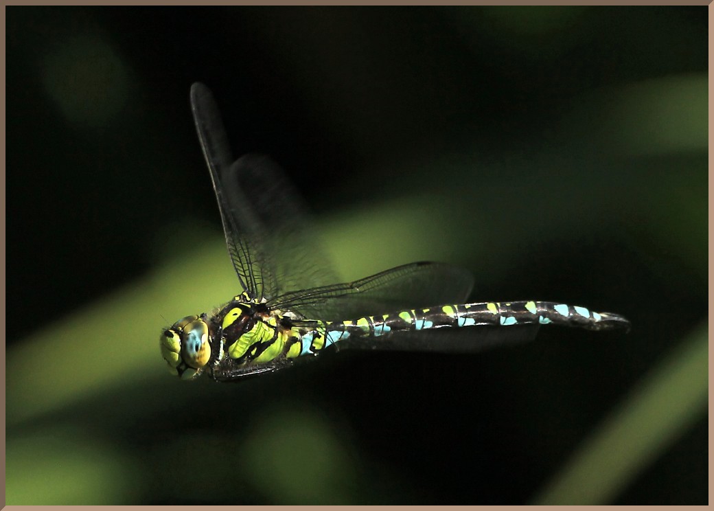 Image-of-the-Day by Subject