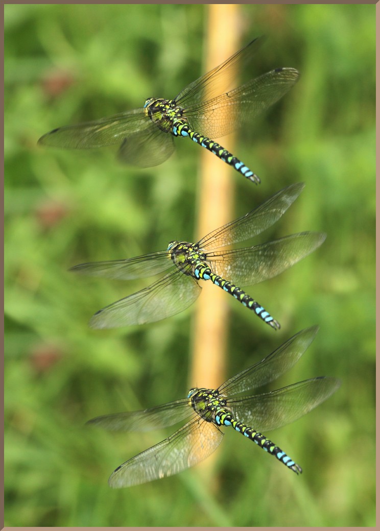 Image-of-the-Day by Subject