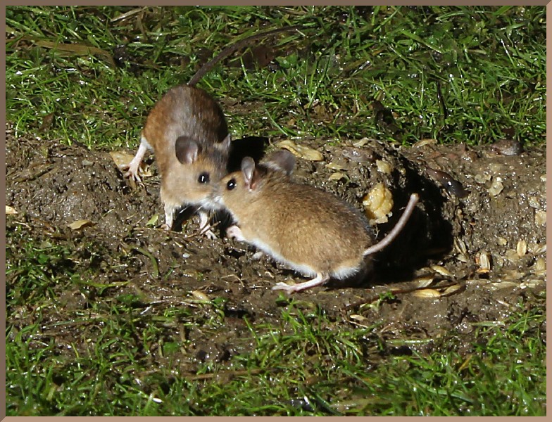 Image-of-the-Day by Subject