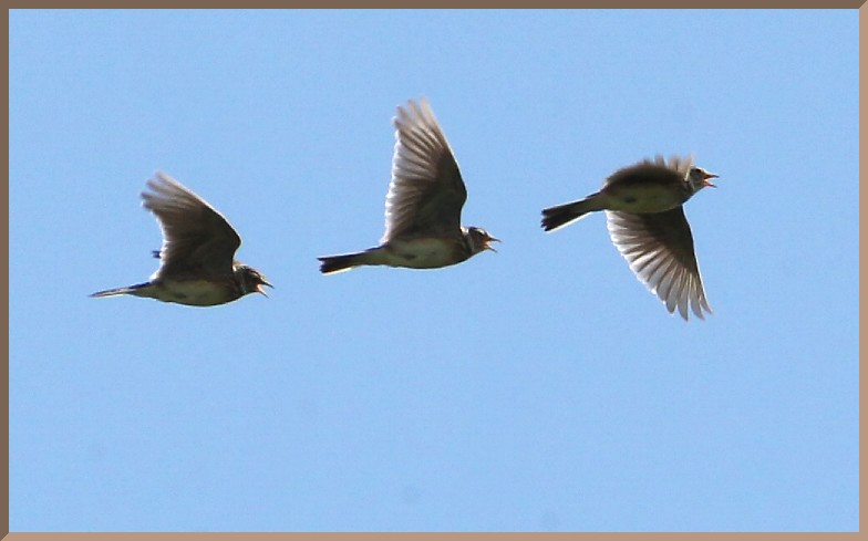 Image-of-the-Day by Subject