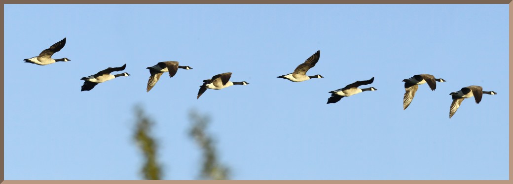 Image-of-the-Day by Subject