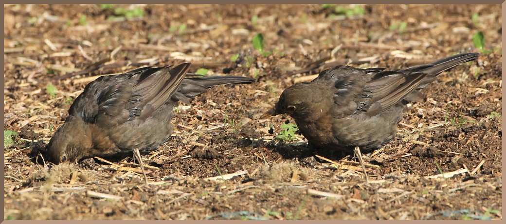 Image-of-the-Day by Subject