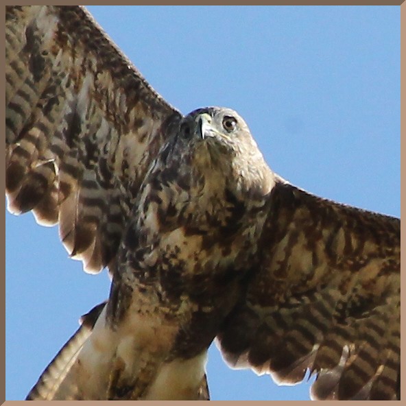 Image-of-the-Day by Subject