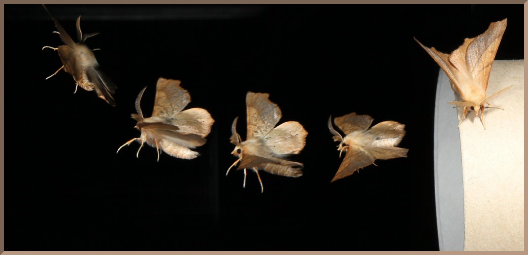 Image-of-the-Day by Subject