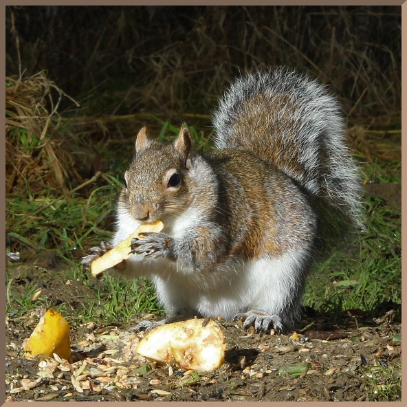 Image-of-the-Day by Subject