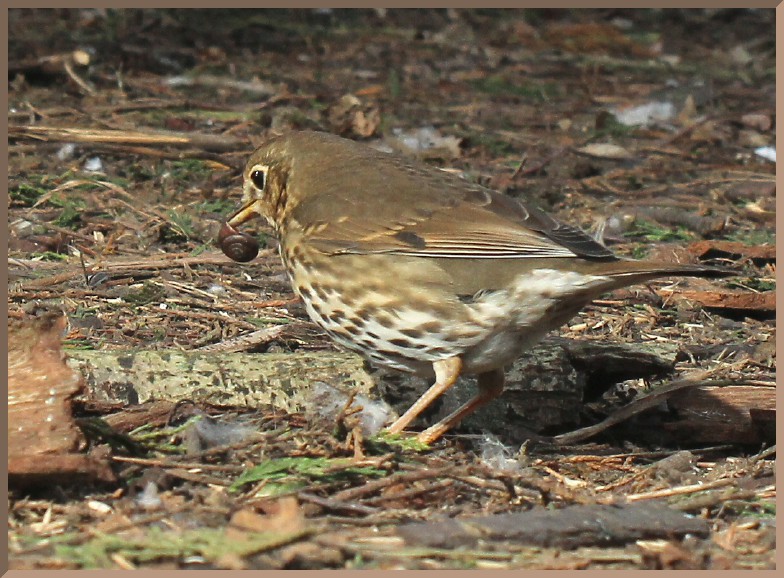 Image-of-the-Day by Subject