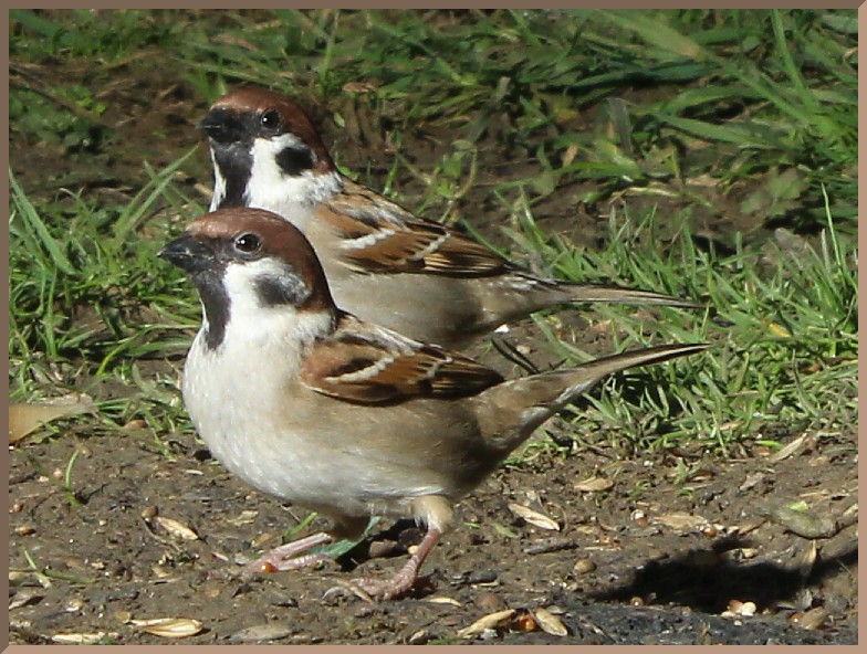 Image-of-the-Day by Subject