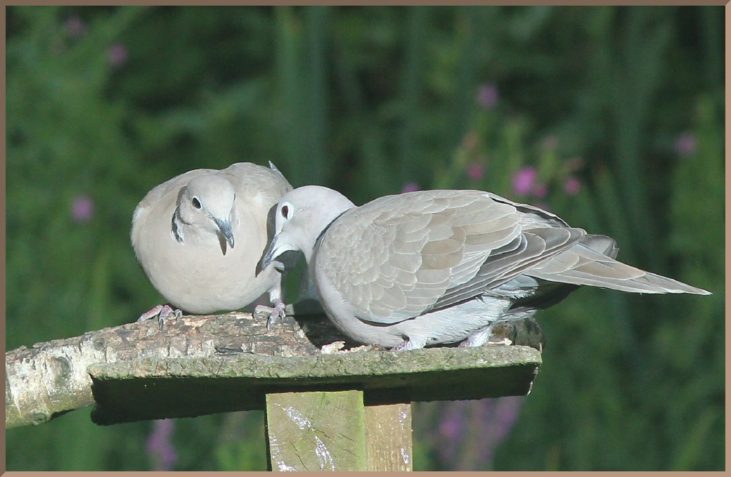 Image-of-the-Day by Subject