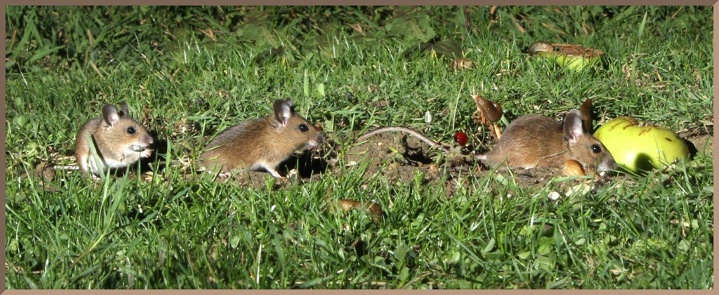 Image-of-the-Day by Subject