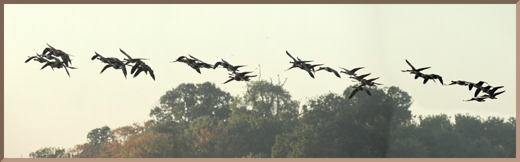 Image-of-the-Day by Subject