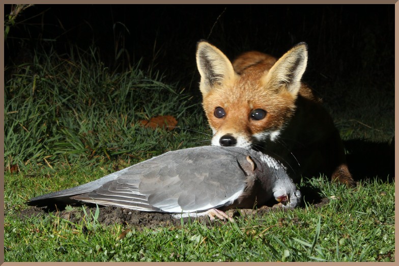 Image-of-the-Day by Subject