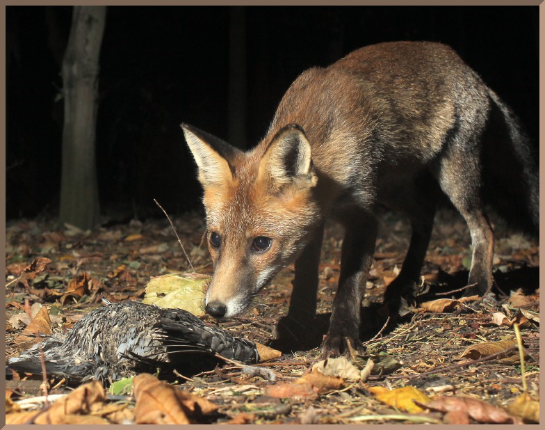 Image-of-the-Day by Subject