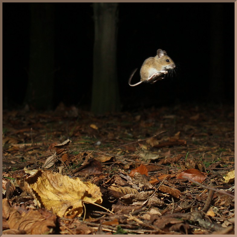 Image-of-the-Day by Subject