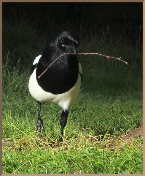 Image-of-the-Day by Subject