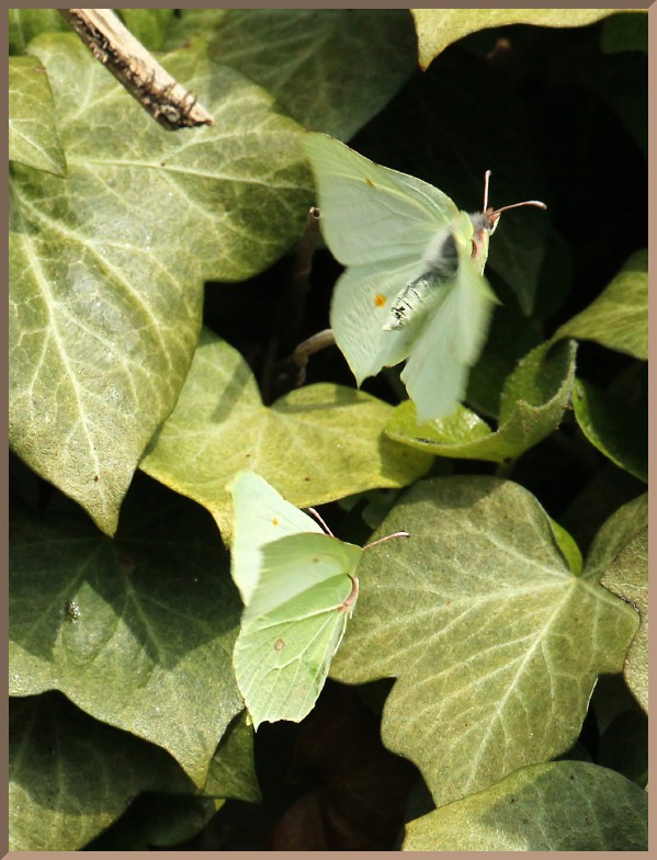 Image-of-the-Day by Subject