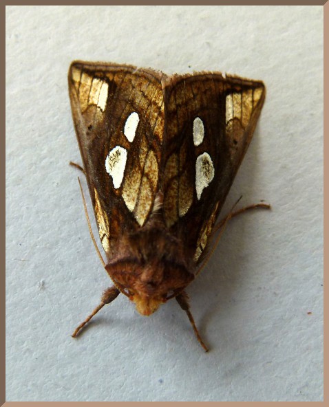 Image-of-the-Day by Subject