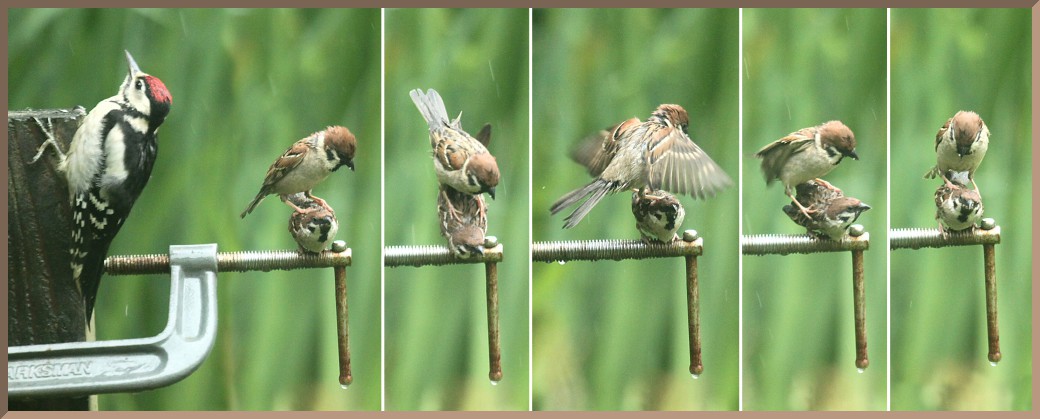 Image-of-the-Day by Subject