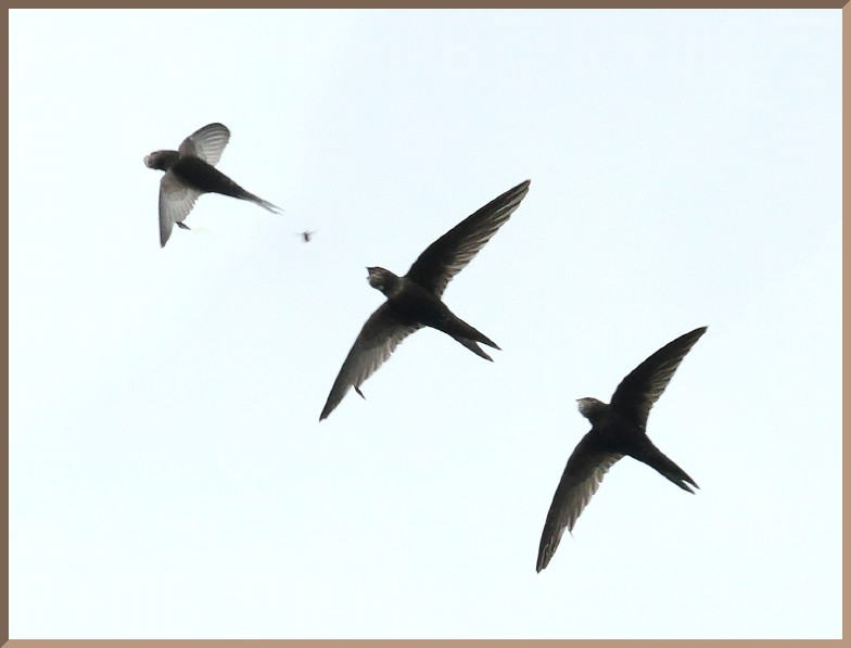 Image-of-the-Day by Subject