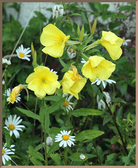 Image-of-the-Day by Subject