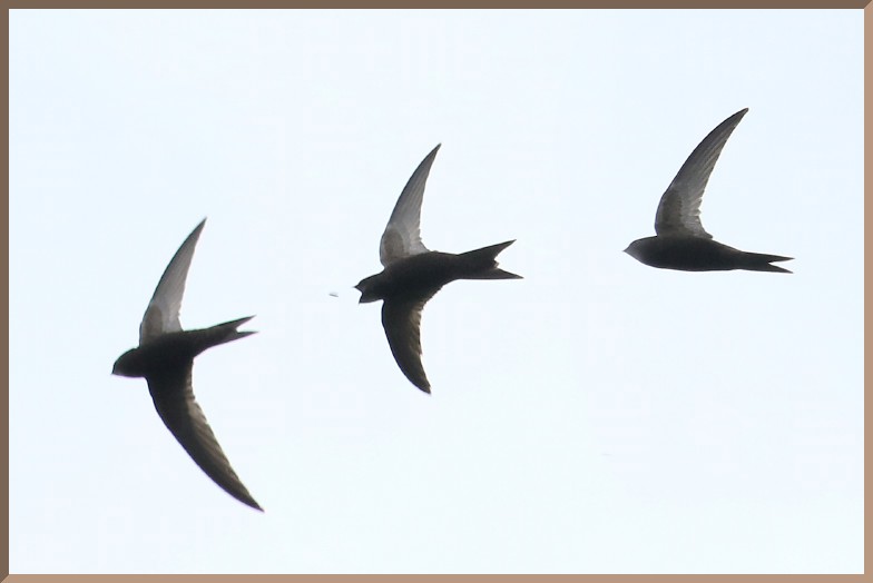 Image-of-the-Day by Subject