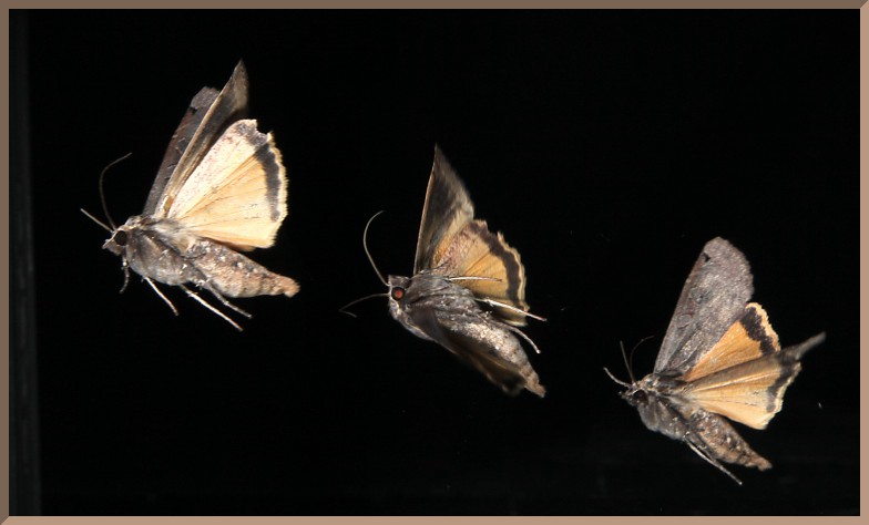 Image-of-the-Day by Subject