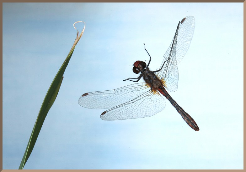 Image-of-the-Day by Subject