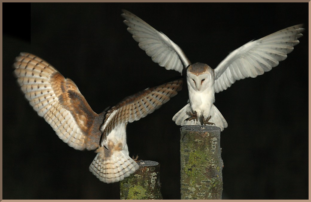 Image-of-the-Day by Subject