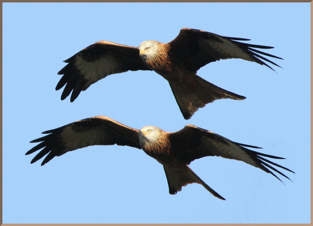 Image-of-the-Day by Subject