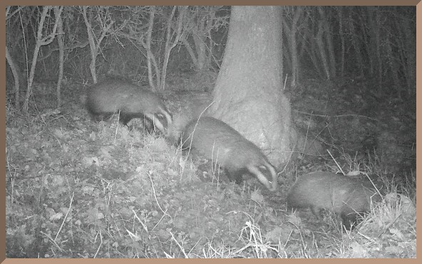 Image-of-the-Day by Subject