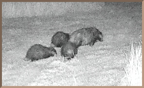 Image-of-the-Day by Subject