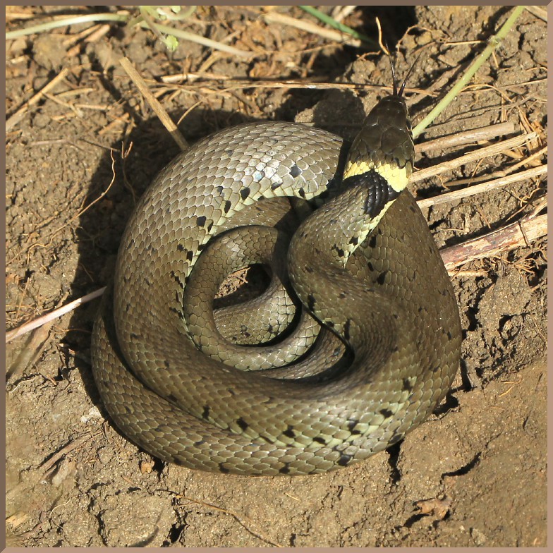 Image-of-the-Day by Subject