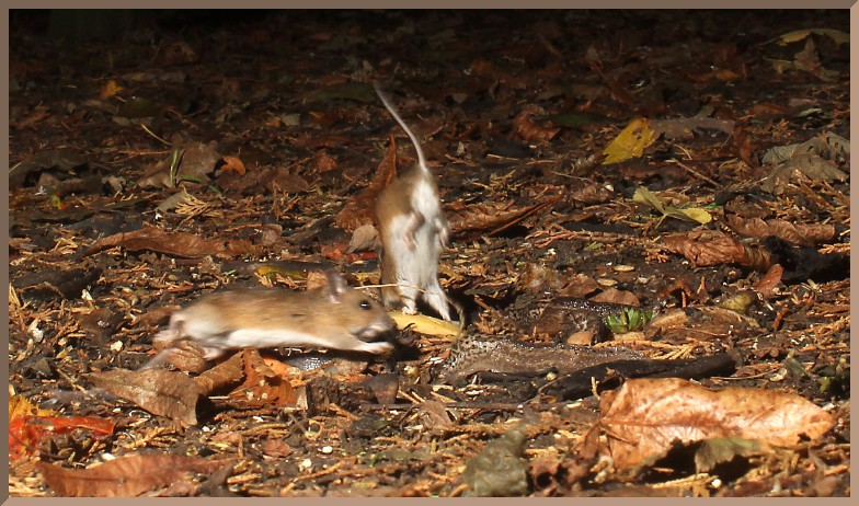 Image-of-the-Day by Subject