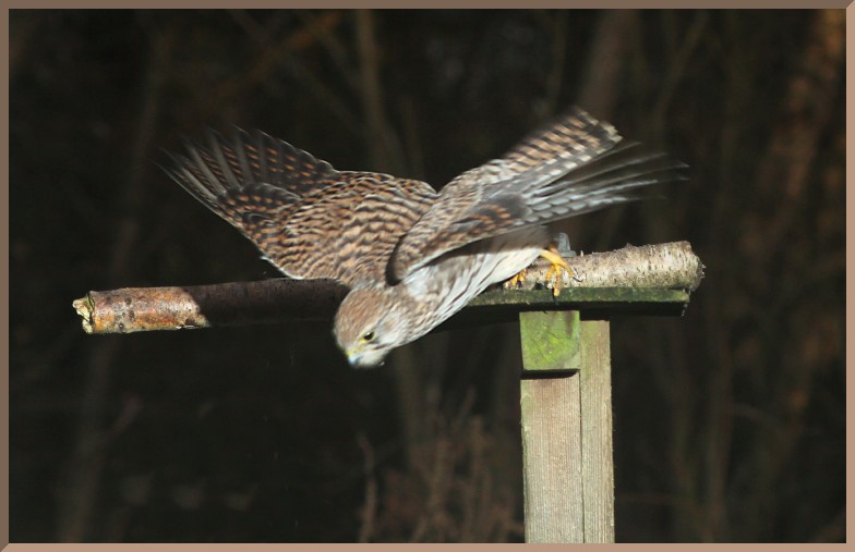 Image-of-the-Day by Subject