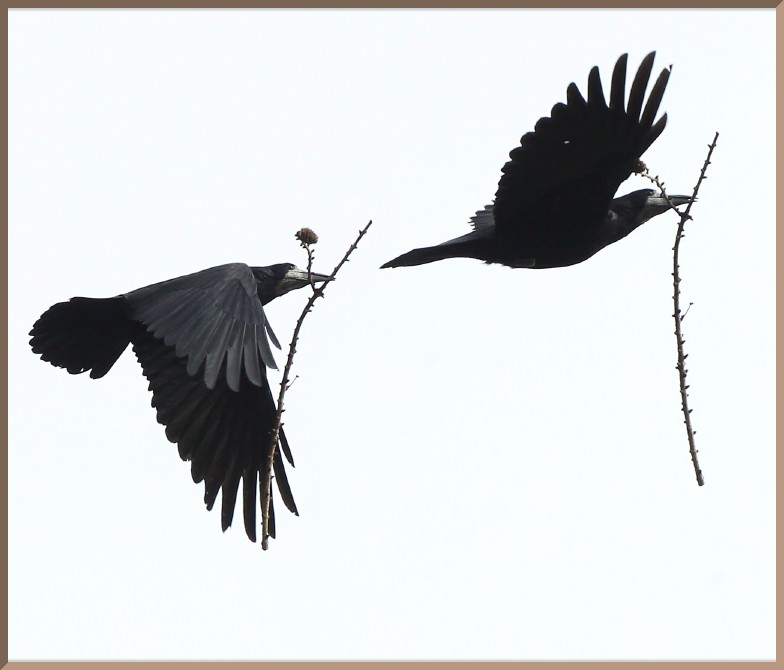 Archived & Upcoming Images of the Day