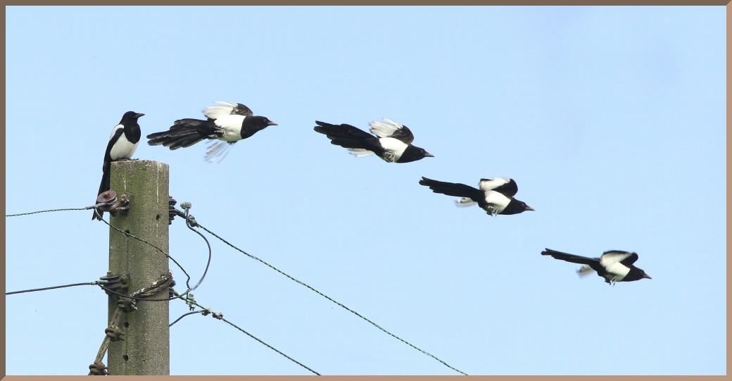 Image-of-the-Day by Subject