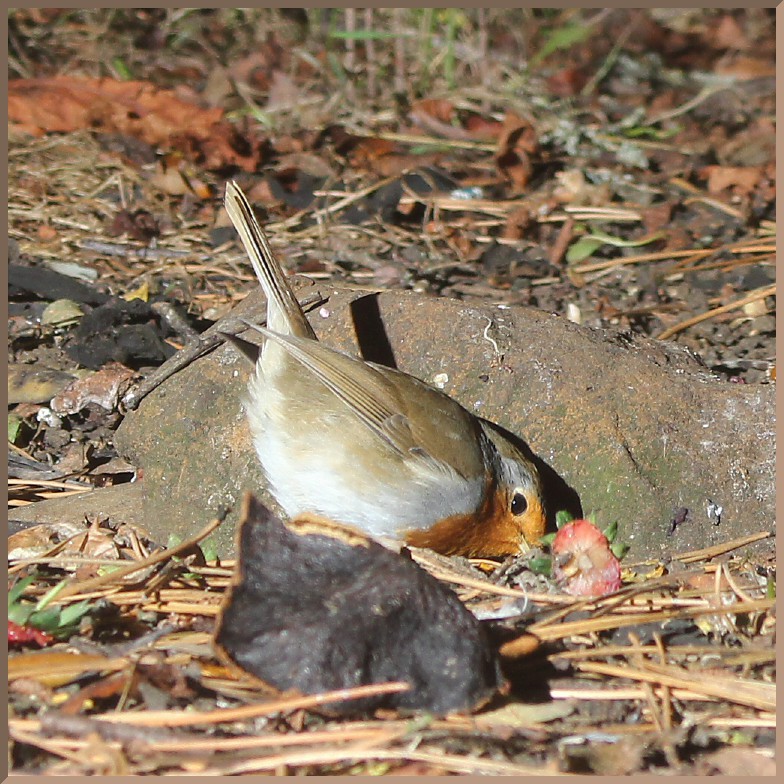 Image-of-the-Day by Subject