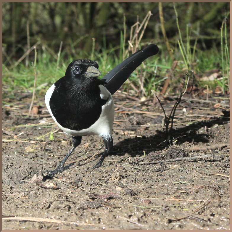 Image-of-the-Day by Subject