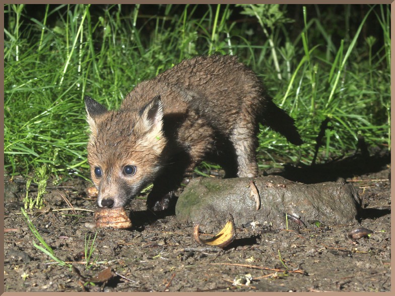 Image-of-the-Day by Subject