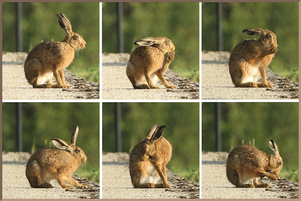 Image-of-the-Day by Subject