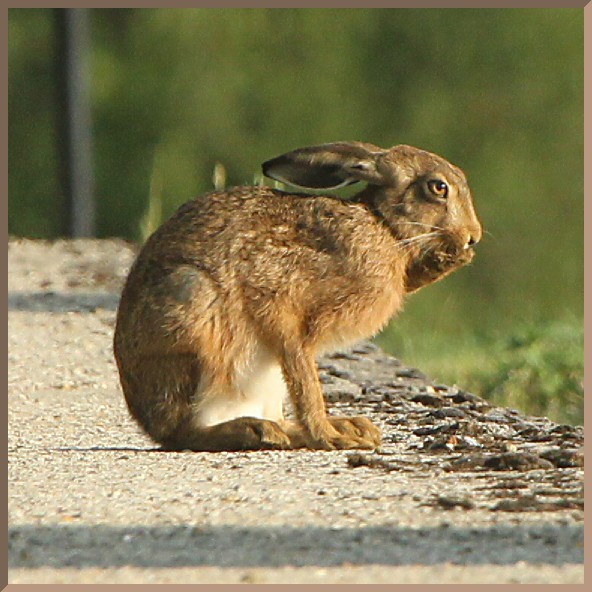 Image-of-the-Day by Subject