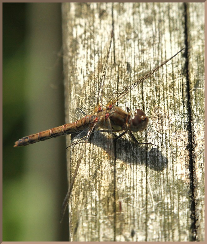 Image-of-the-Day by Subject