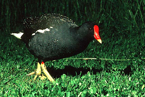 Moorhens