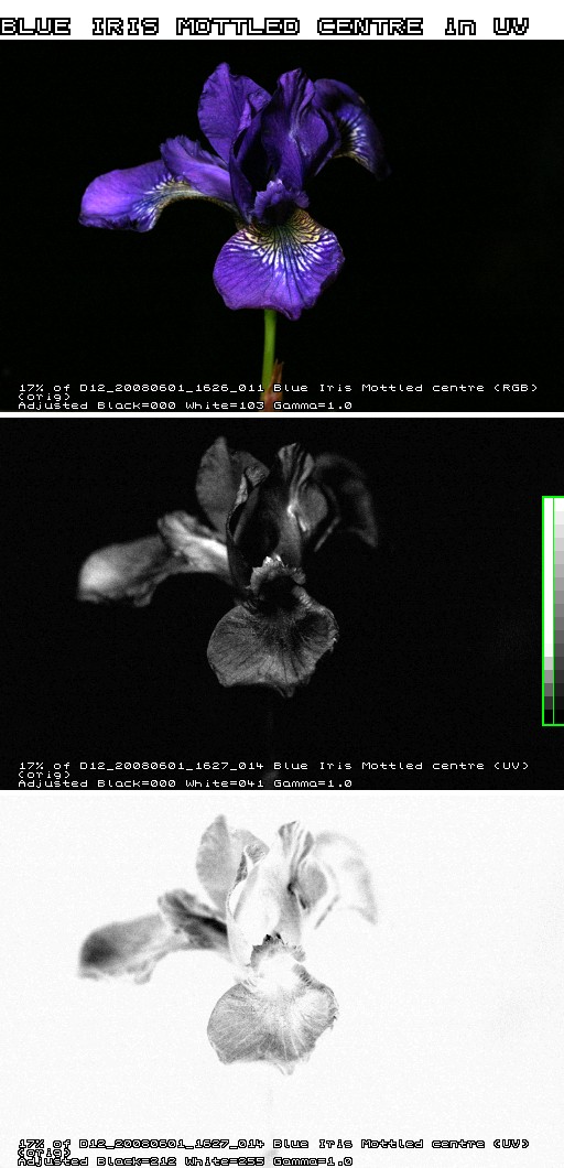 Images in Ultraviolet (UV) Light