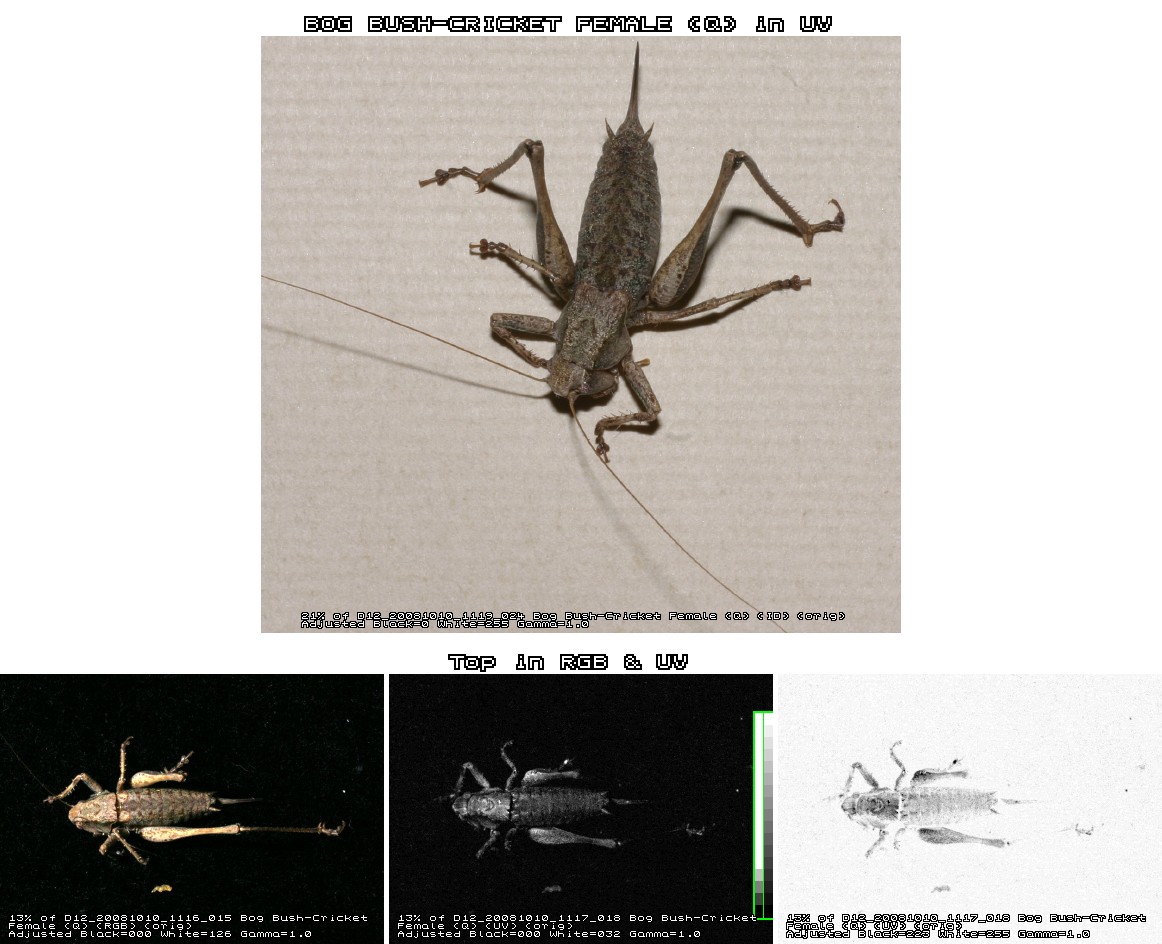 Images in Ultraviolet (UV) Light