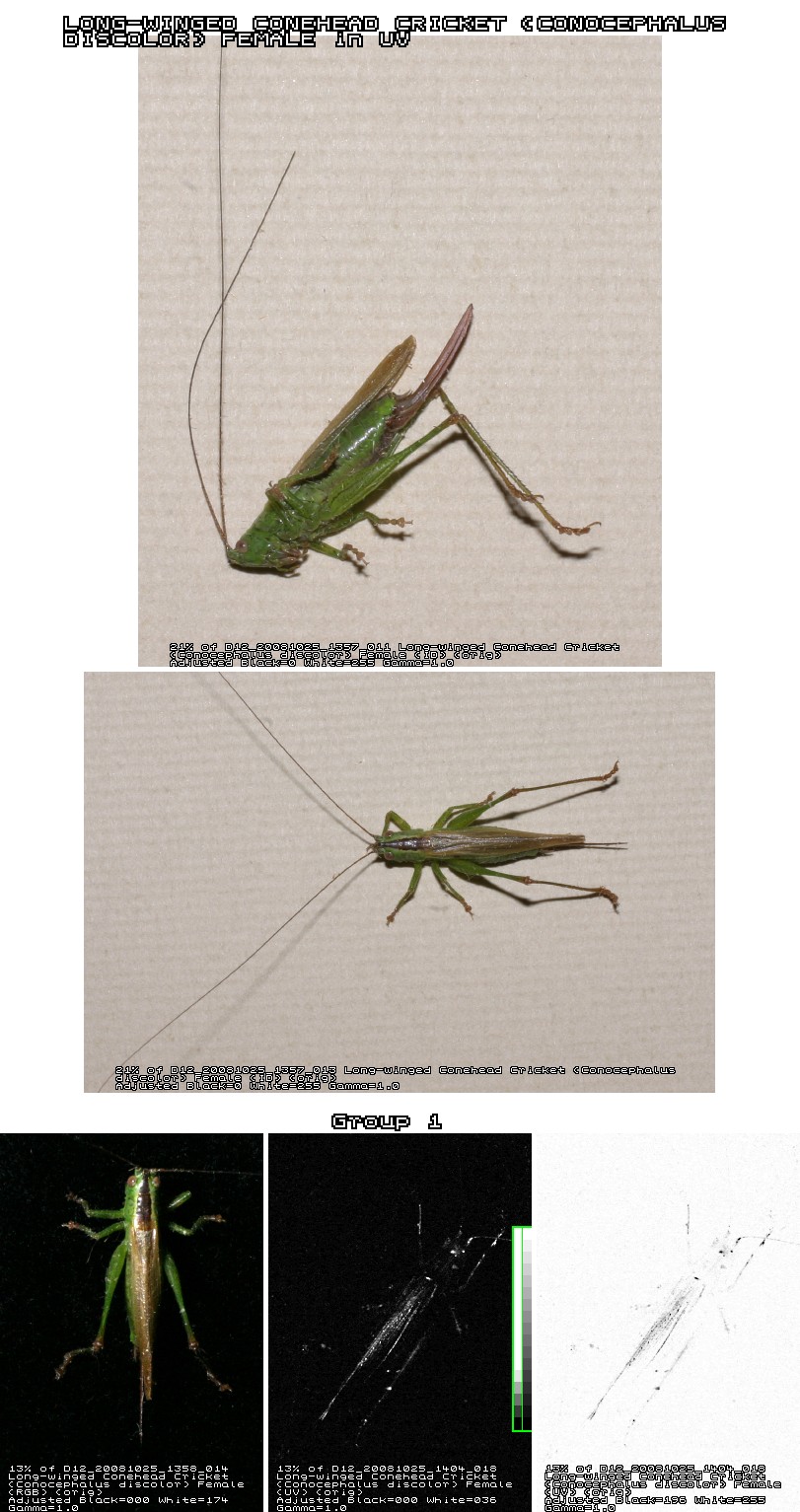 Images in Ultraviolet (UV) Light