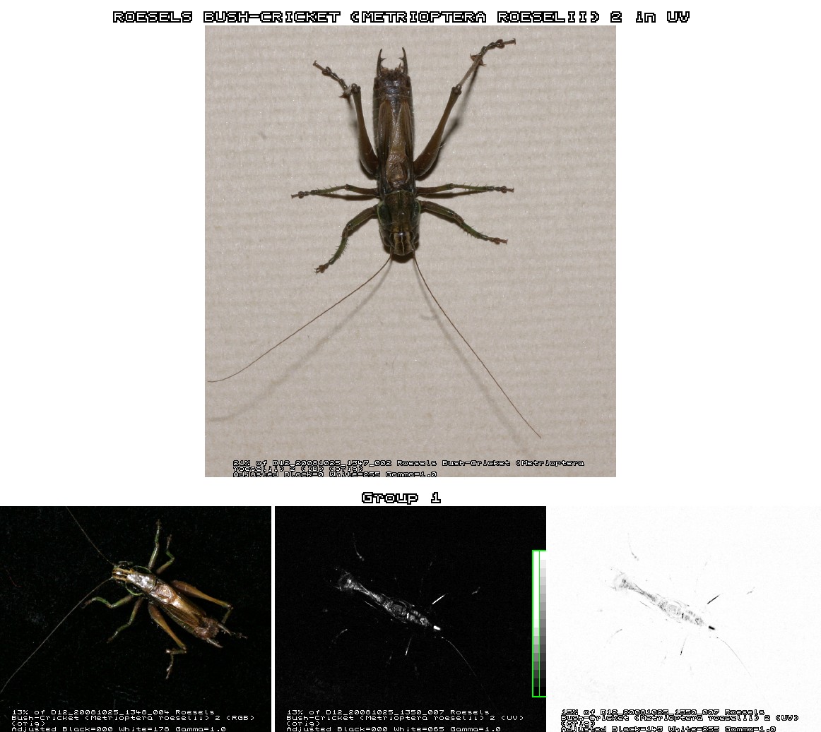 Images in Ultraviolet (UV) Light